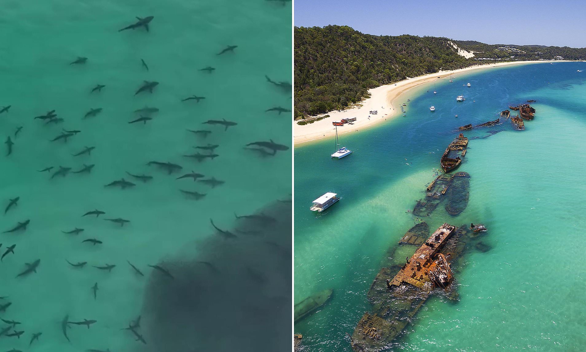Shock as 'hundreds and hundreds' of sharks spotted close to shore at ...