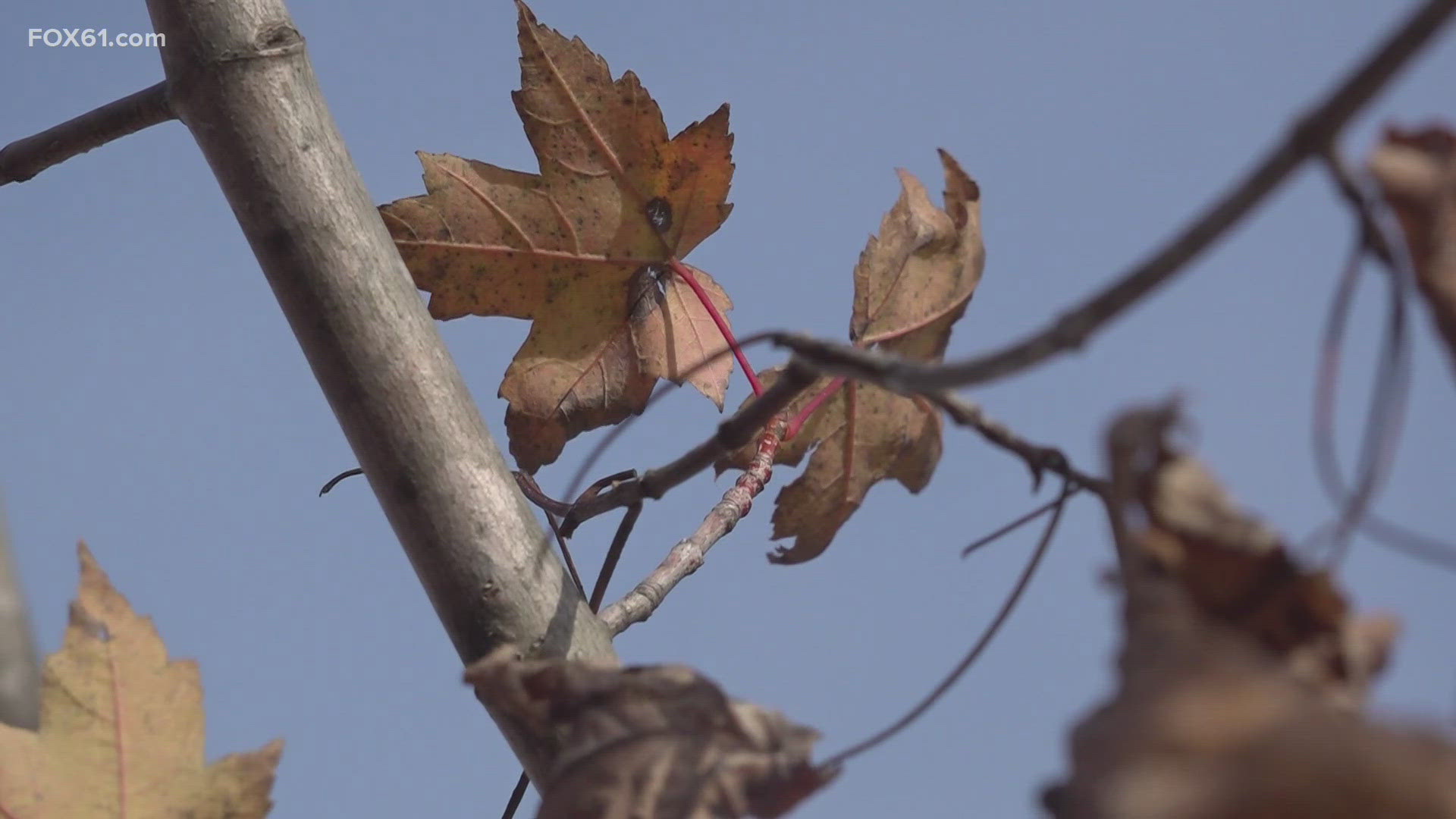 Naugatuck fire chief reminds people of seasonal dangers after carbon ...