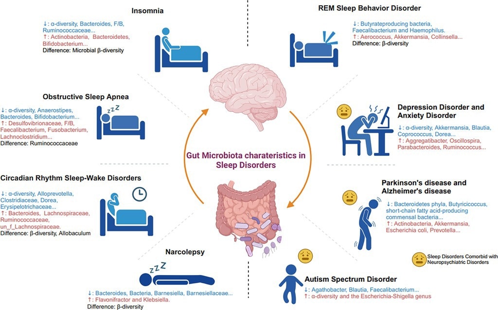 How gut microbes shape sleep: New review reveals microbiome clues to ...