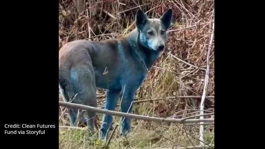 Watch: ‘Blue dogs’ seen roaming Chernobyl exclusion zone