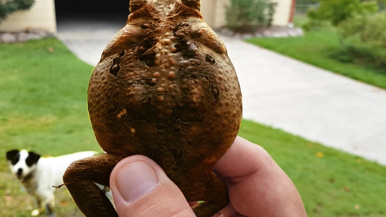 My dog is addicted to poison toads!