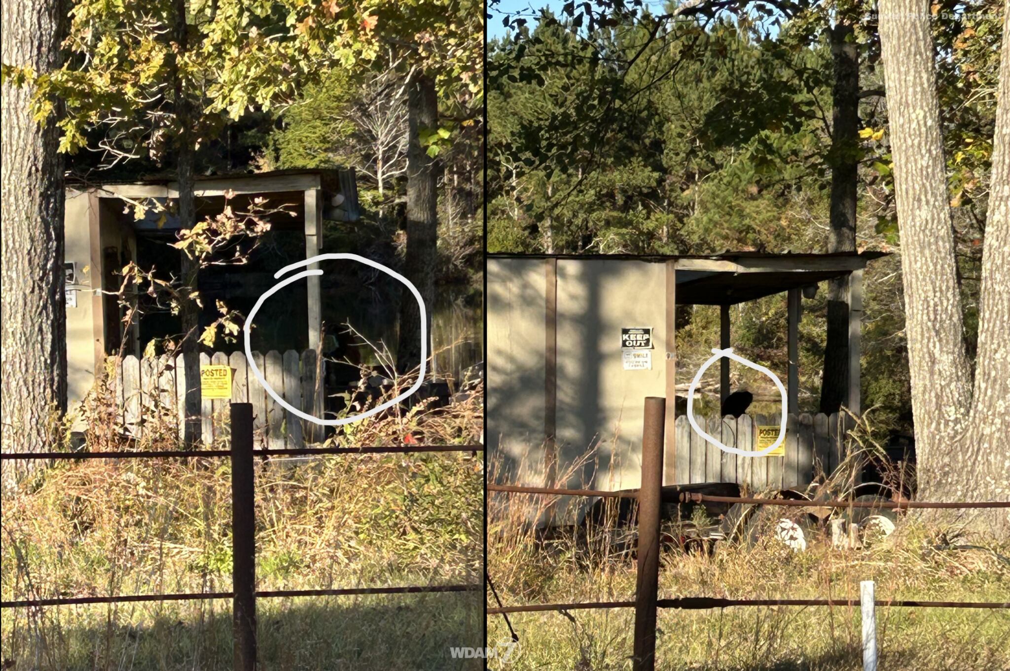 Monkeys on the loose in Jasper County