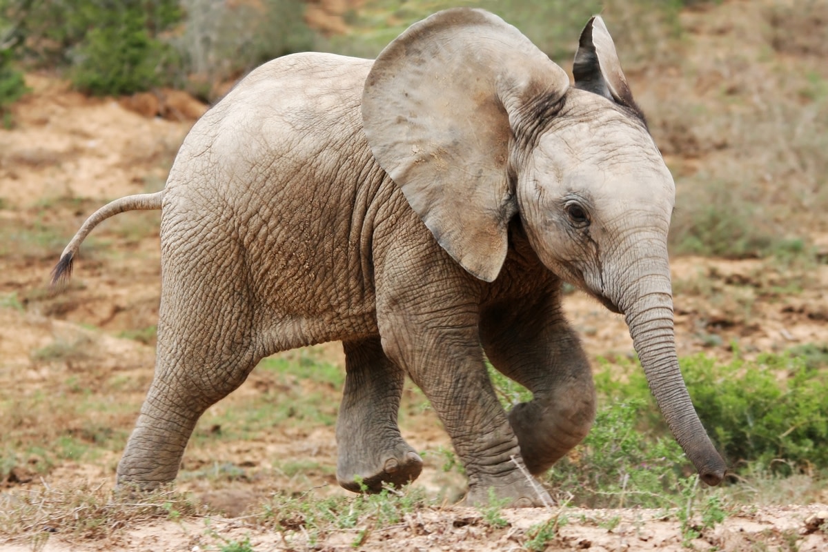 Baby Elephant ‘Demolition Crew’ at Syracuse Zoo Is Making Everybody’s Day