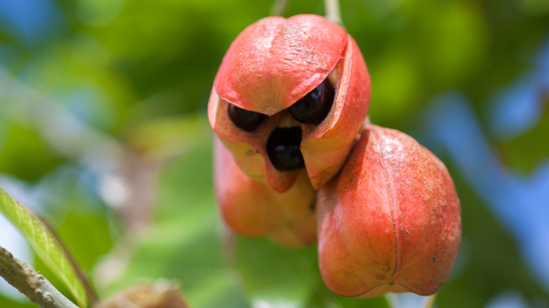 What Is Ackee?