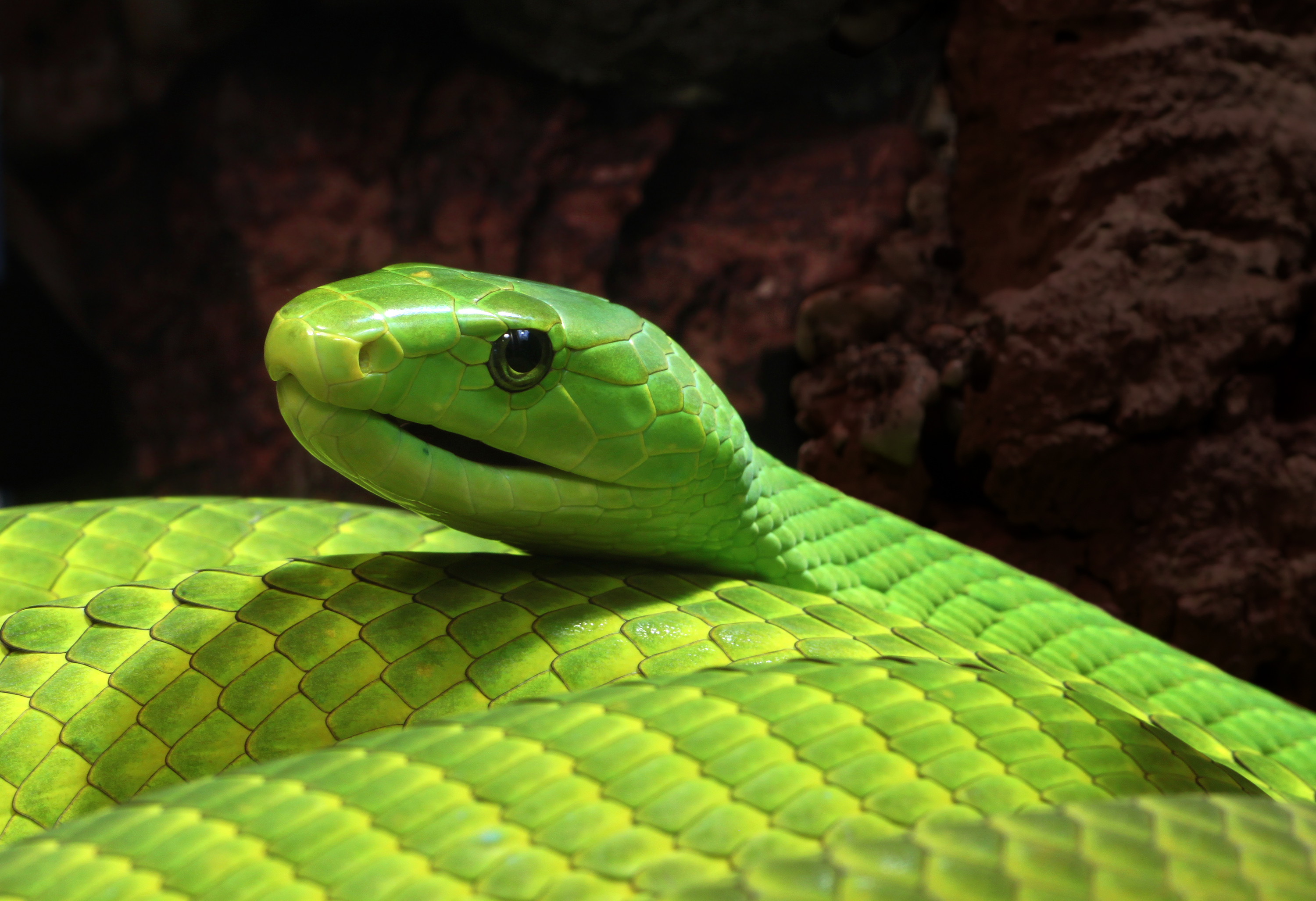 Researchers Create a New Antivenom That Can Combat Bites From 17 Snake ...