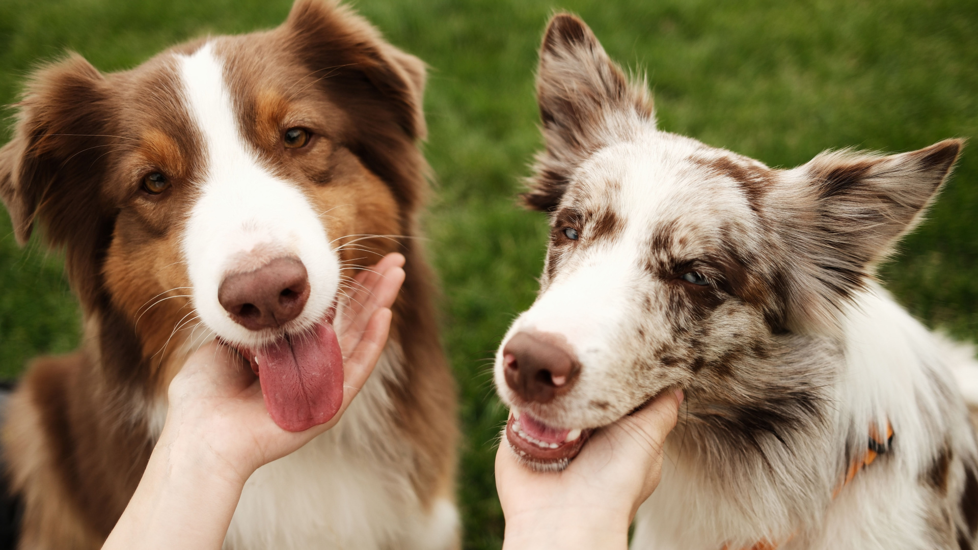 14 Signs Your Dog Is Your Soul Dog