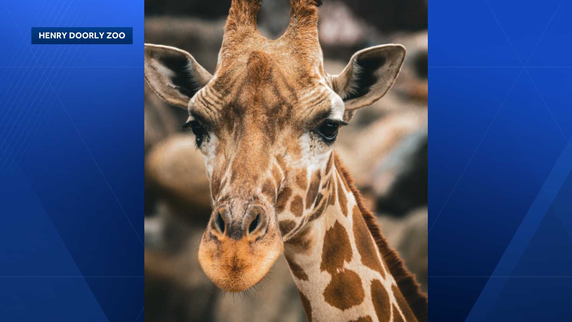 'Deeply missed': Henry Doorly Zoo mourns death of beloved giraffe