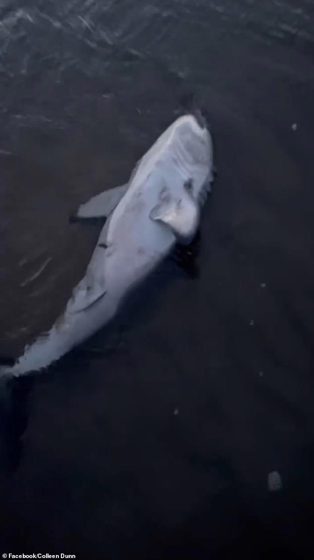 Kind-hearted woman carries gasping SHARK back into the ocean
