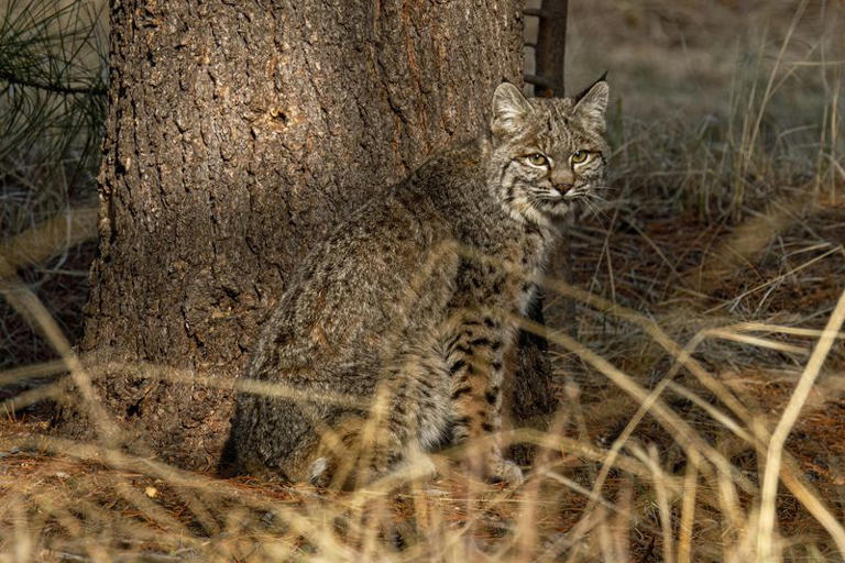 The Places In North America Where Bobcats Prowl In Huge Numbers