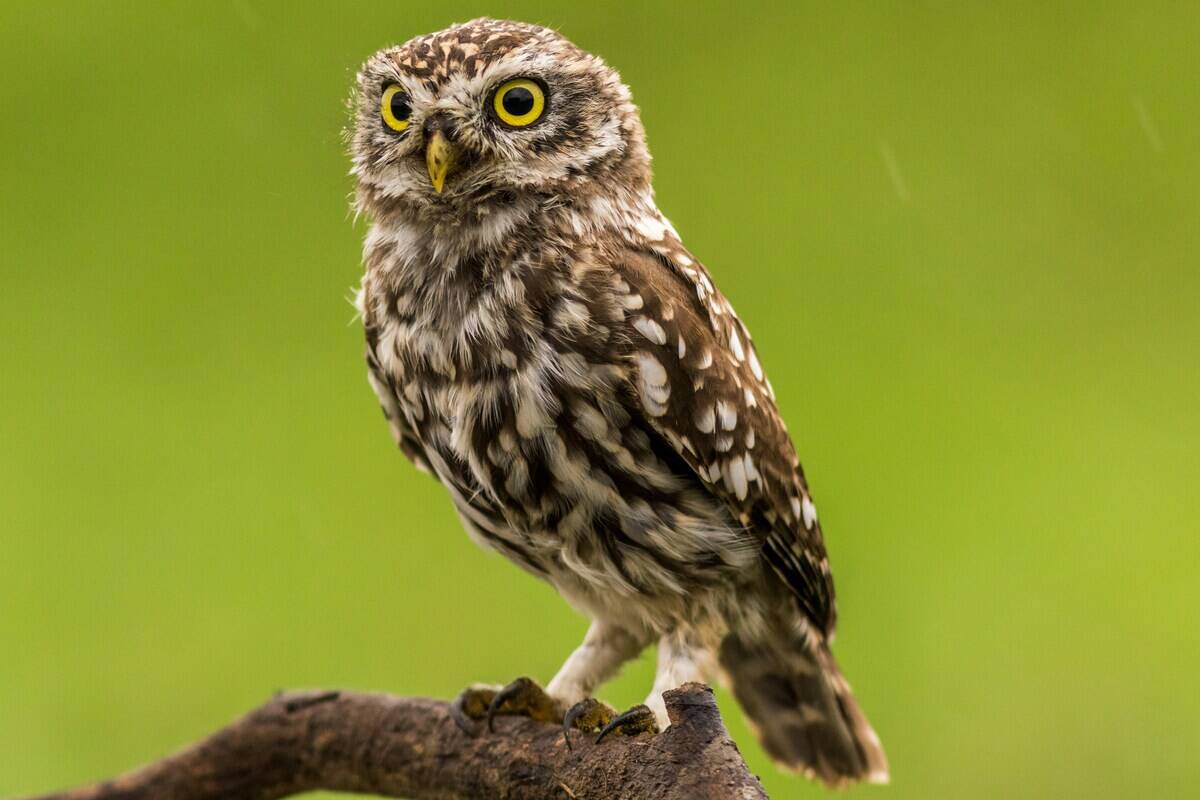 Amazing Owl Facts You Didn't Know