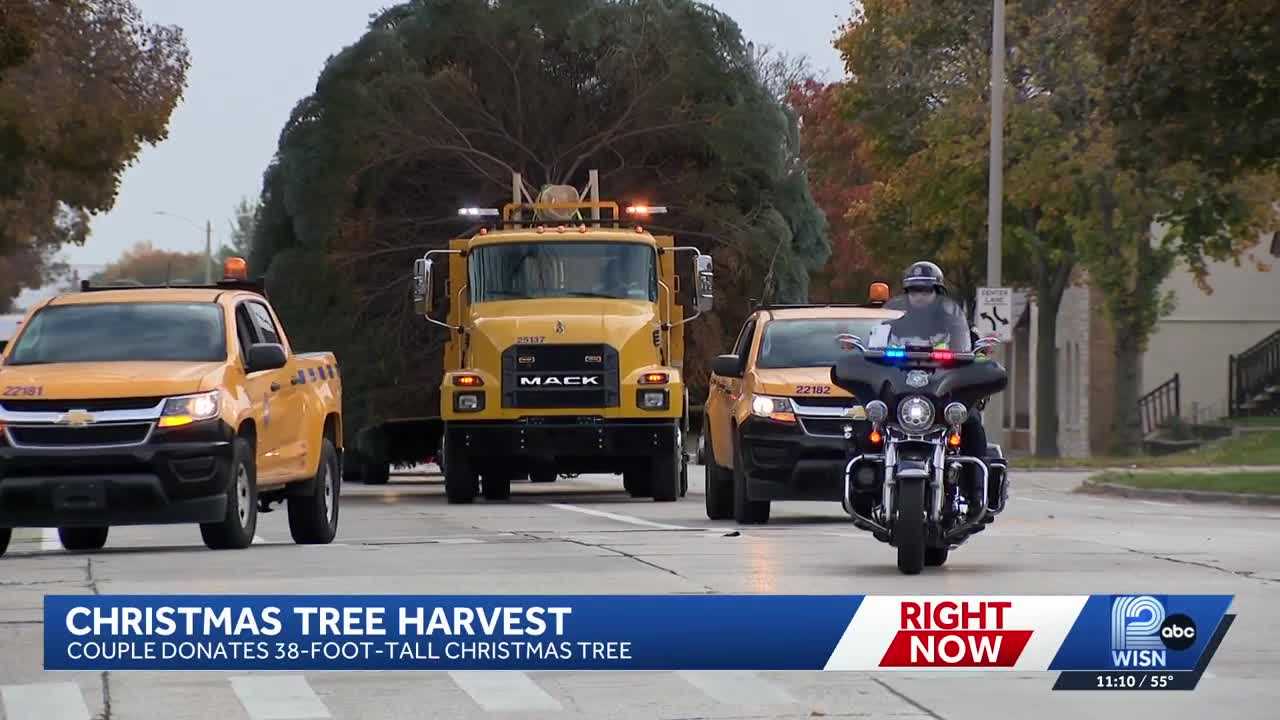 Milwaukee's official Christmas tree arrives in 'Cheer District'