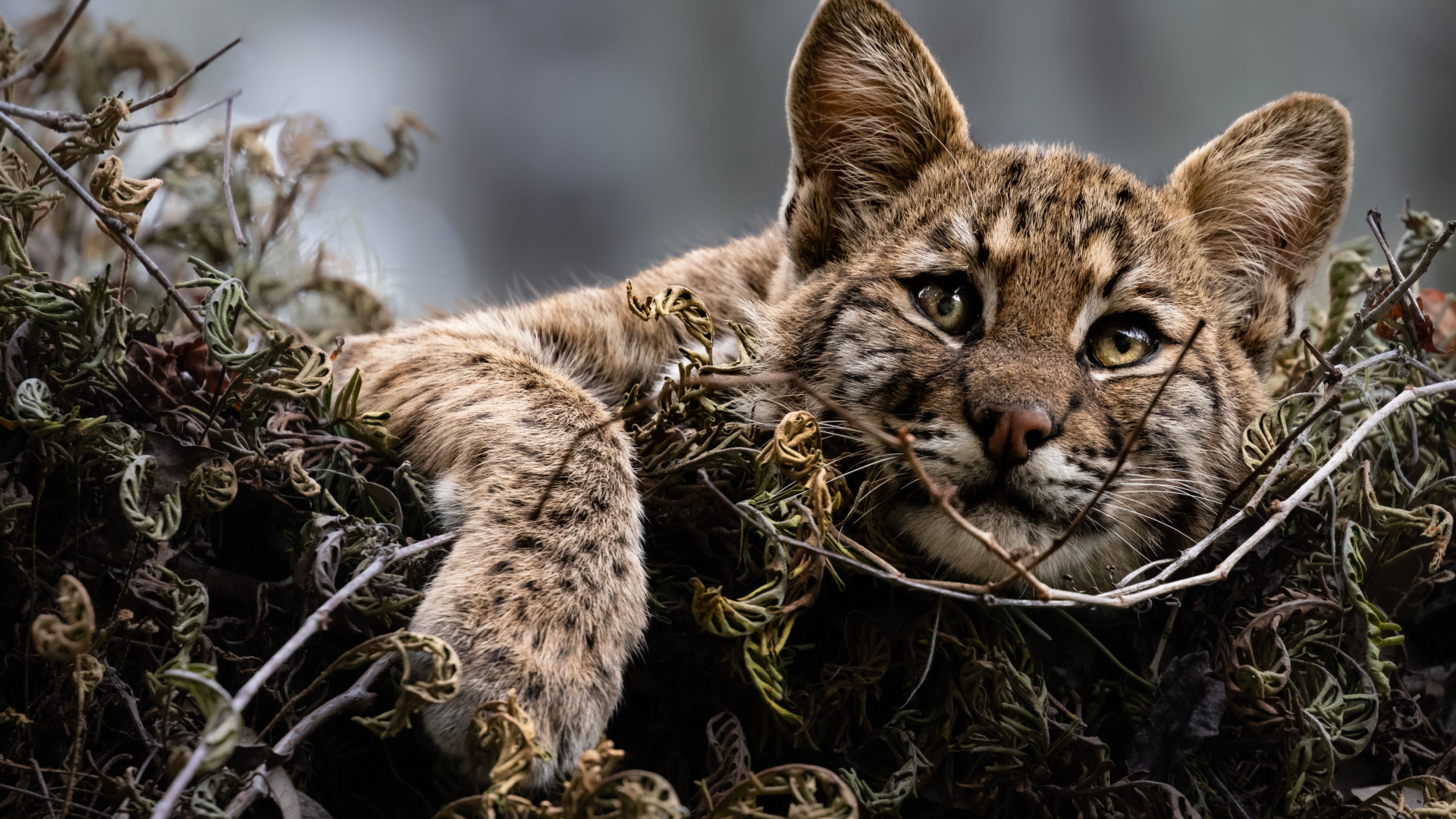 The Places In North America Where Bobcats Prowl In Huge Numbers