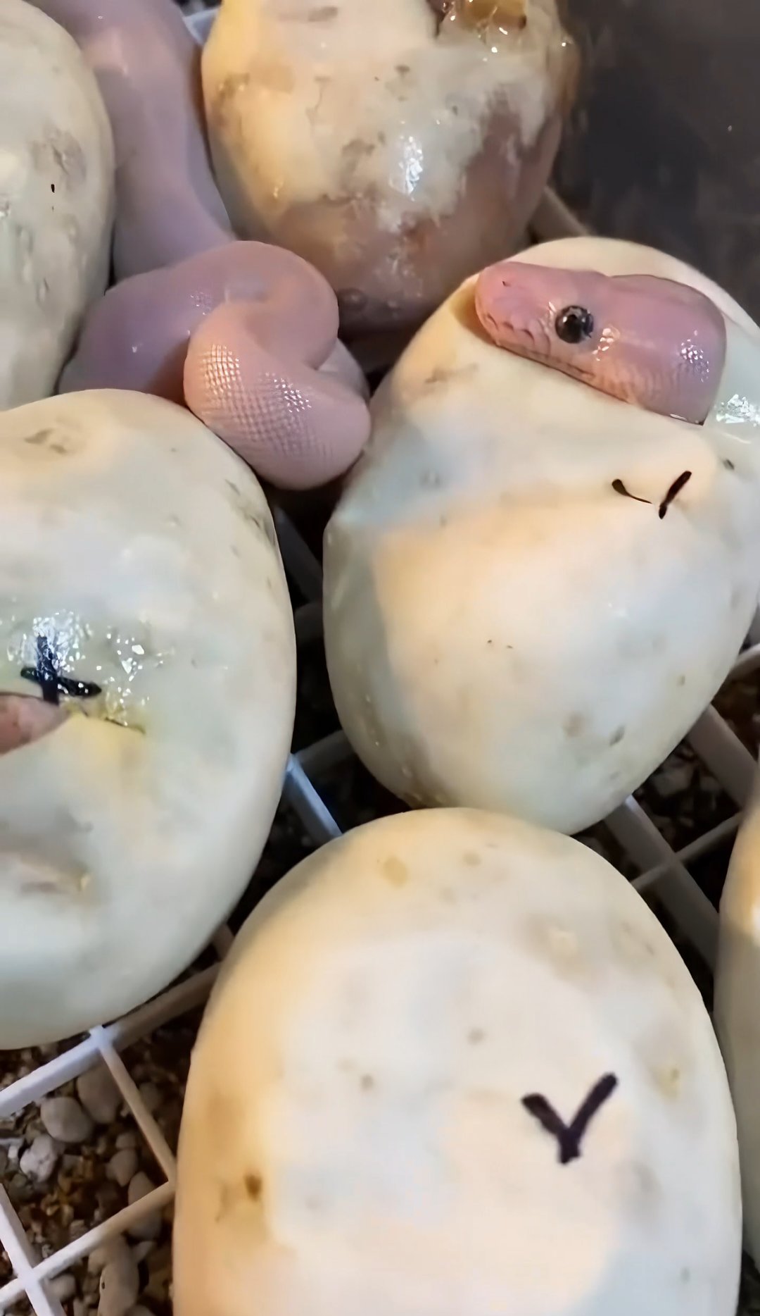 I hope you guys like Blue Eyed Lucys!