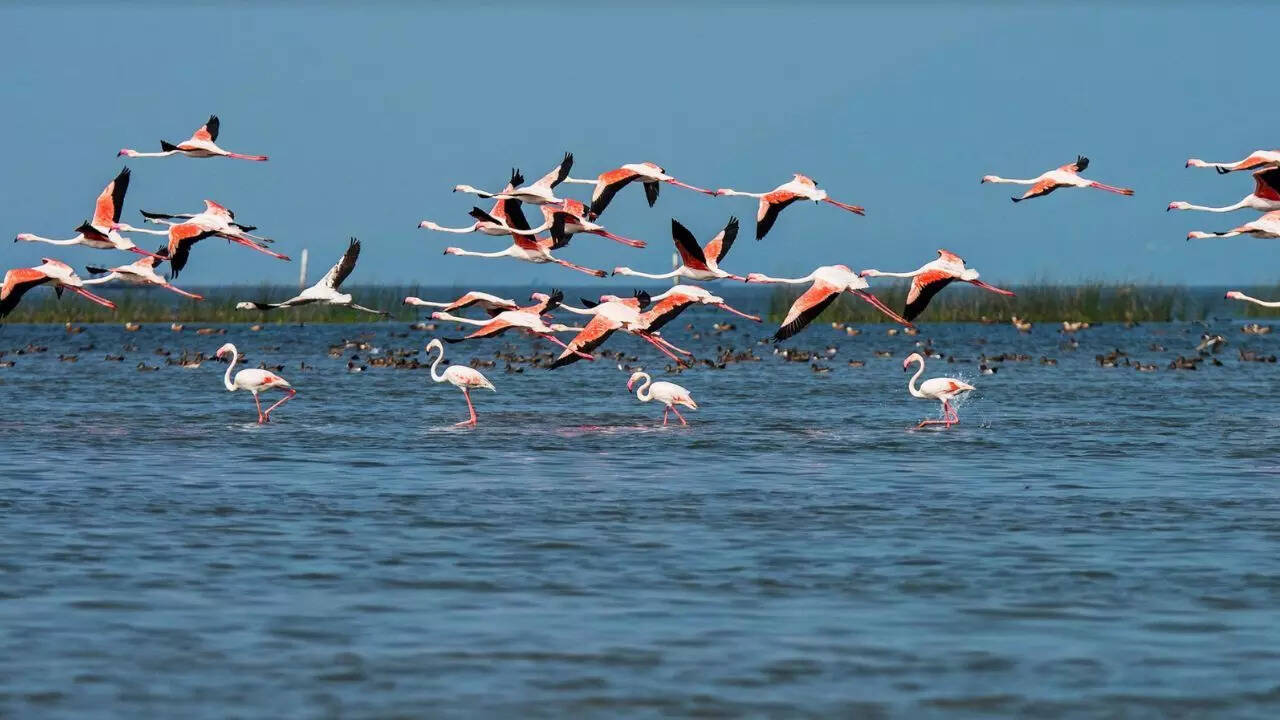 Which is the largest saltwater lake in India: Exploring Chilika Lake ...