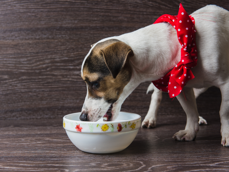 Richtig füttern: Was dein Hund wirklich braucht (und was nicht)