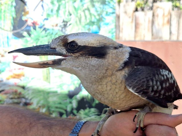 Terra Natura Benidorm incorpora a su exhibición de aves rapaces un ...
