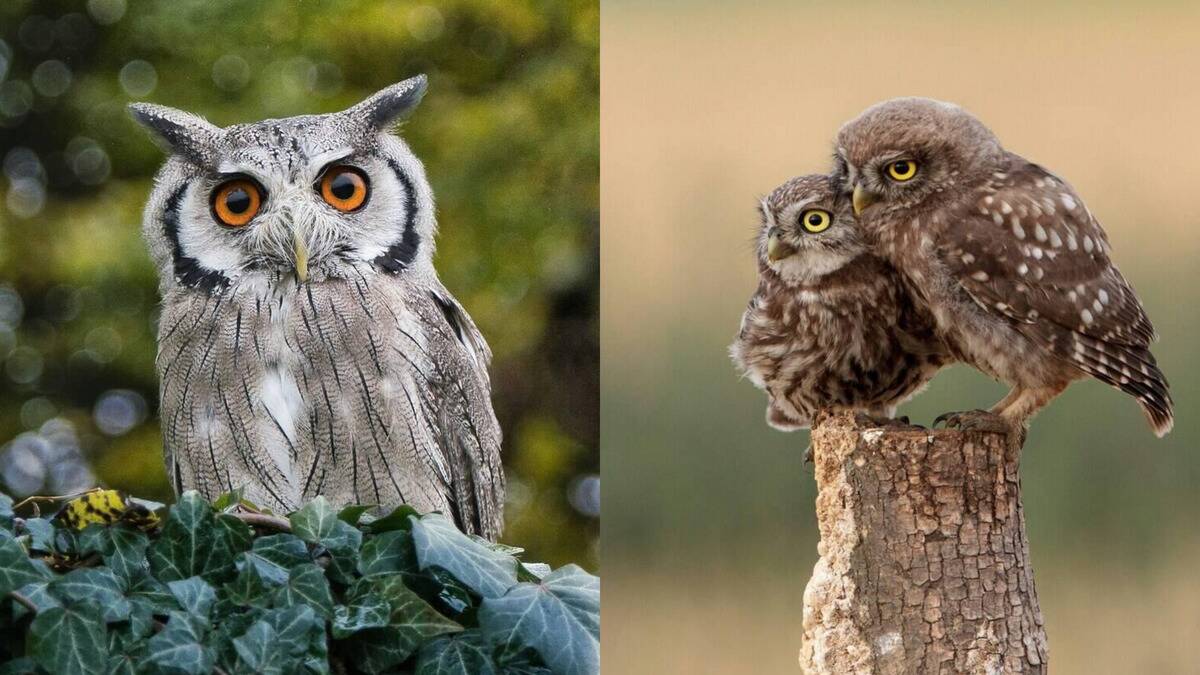 Amazing Owl Facts You Didn't Know