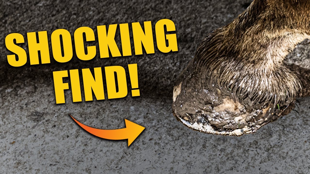 I couldn’t believe what I found in this hoof