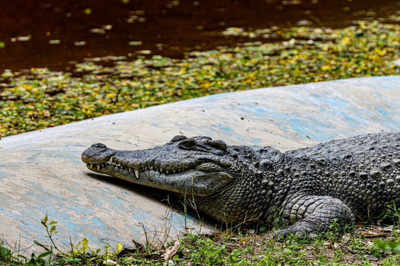 Pets You Can’t Legally Own In America