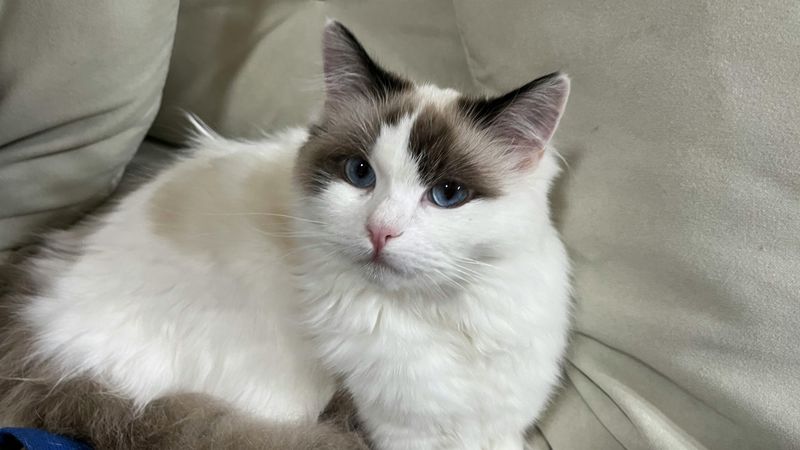 9 Cat Breeds With Happy Dog Vibes They’ll Love You Forever