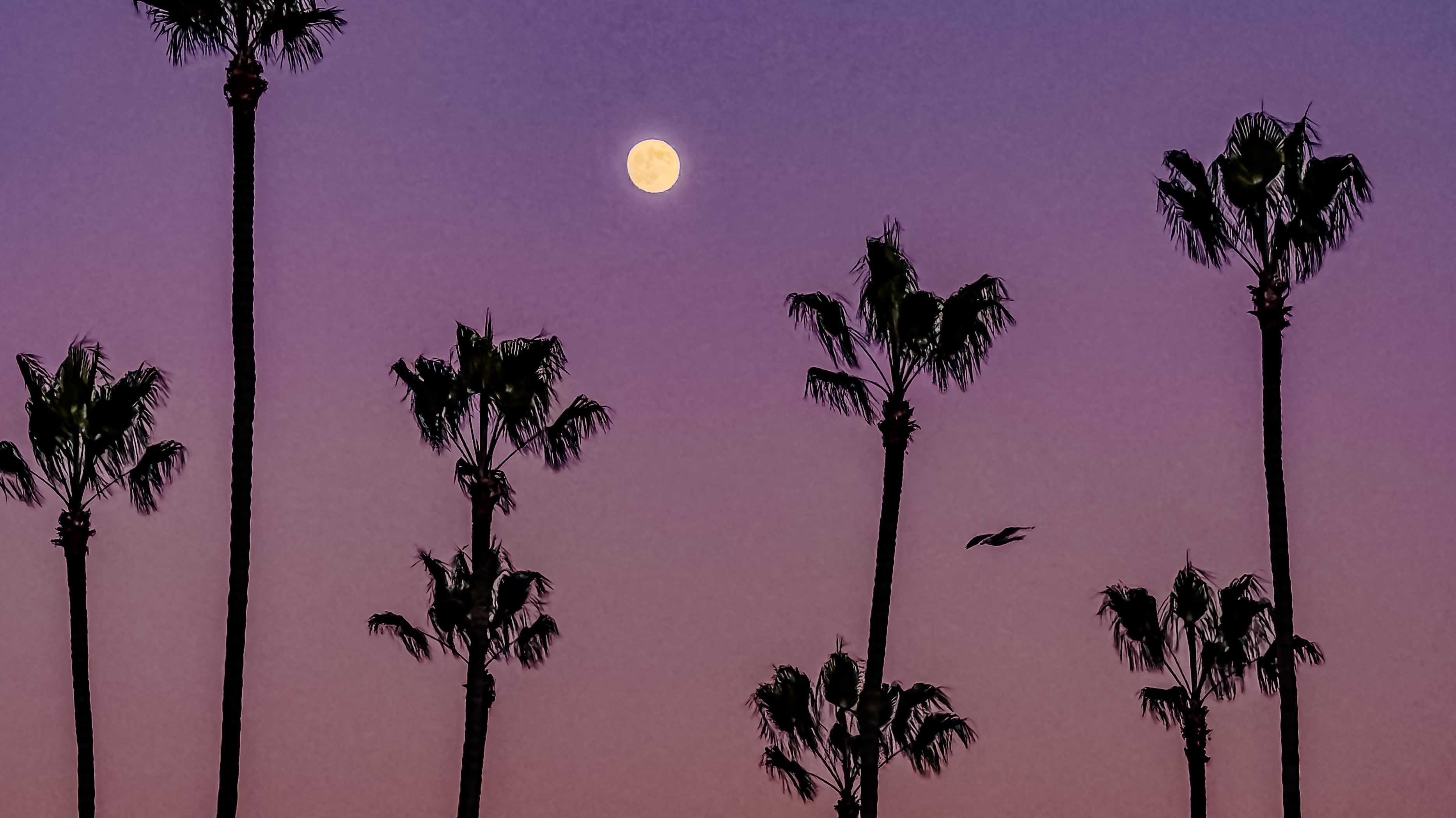Timelapse shows November Supermoon rise over San Diego. Here's how to ...