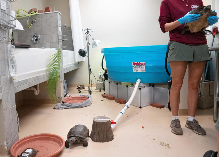 Southwest Florida's premiere wildlife hospital still recovering after ...
