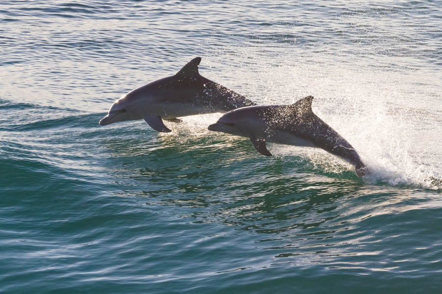 $100,000 donation to support SSU’s dolphin research