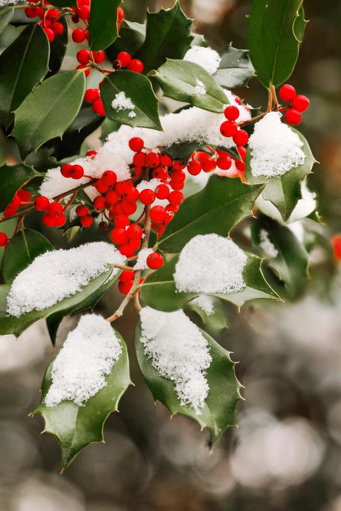 Grow American holly plants to deck your yard