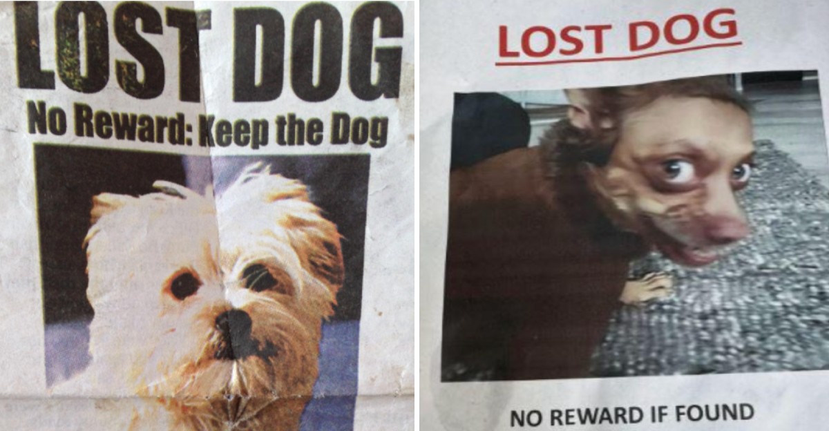 20 Lost Pet Posters That Got Carried Away