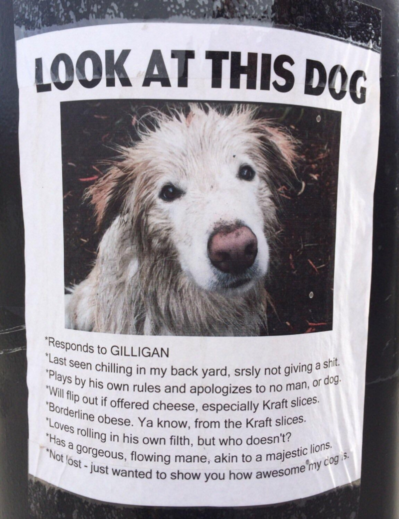 20 Lost Pet Posters That Got Carried Away