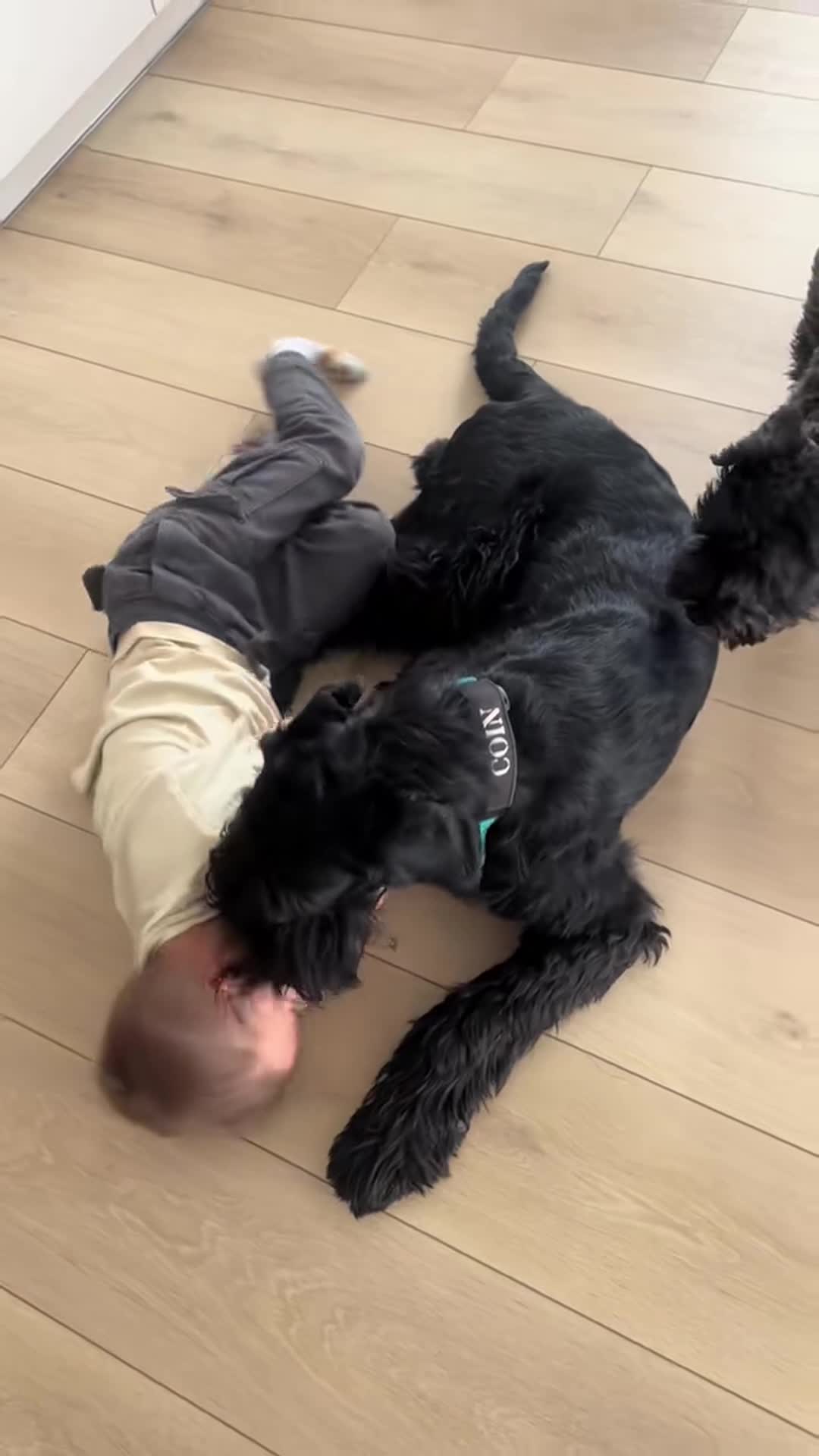 Little Boy Sharing Playful Moments with Giant Black Dog Indoors