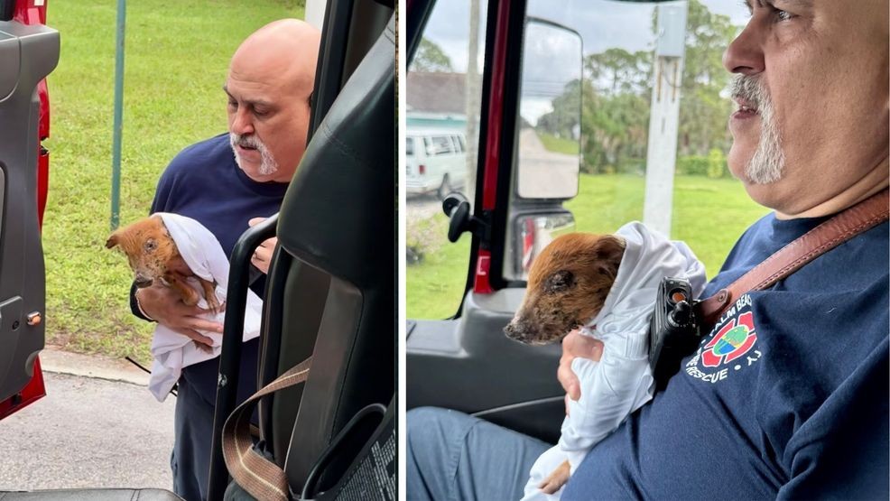 Firefighters saves piglet in Palm Beach Co.; turning traffic jam into ...
