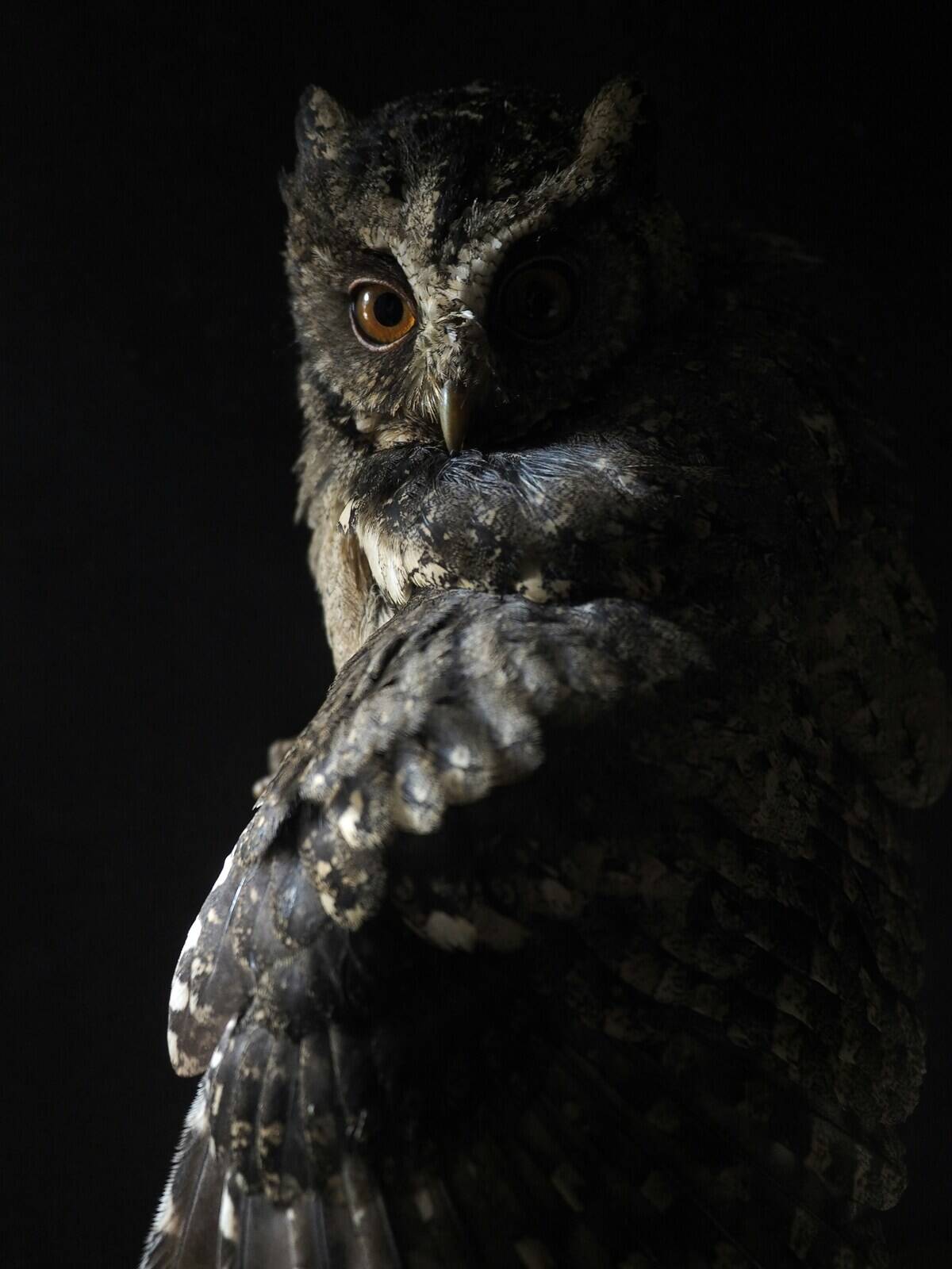 Amazing Owl Facts You Didn't Know