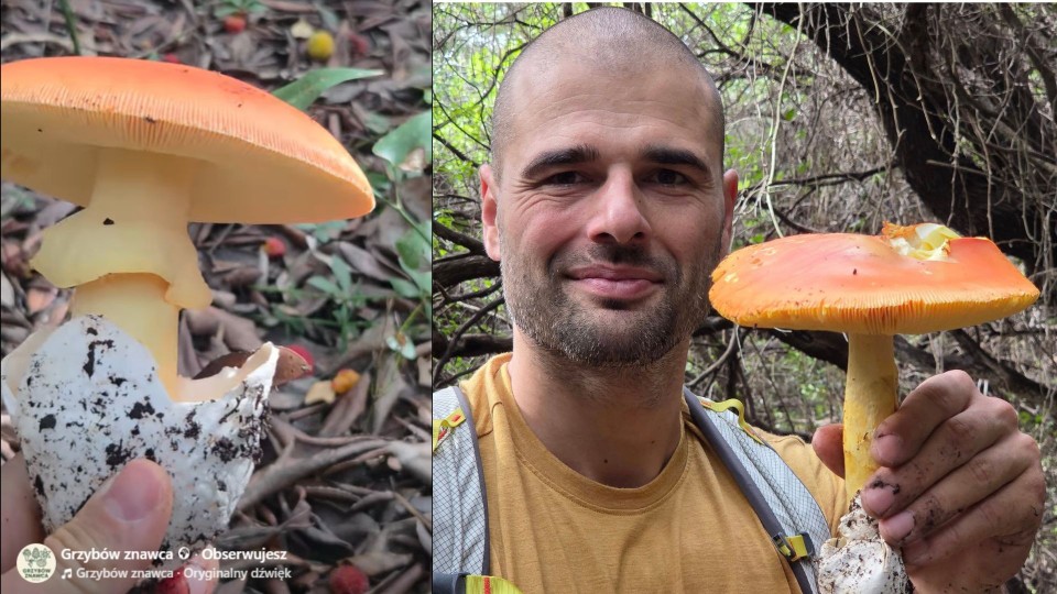 Kosztuje 600 zł za kilogram i jest prawdziwą legendą! Grzybiarz z ...