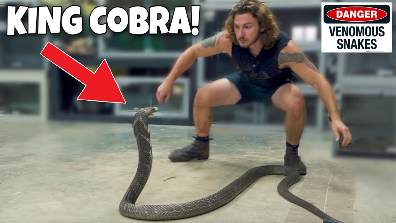 The deadliest animals in the world tour!