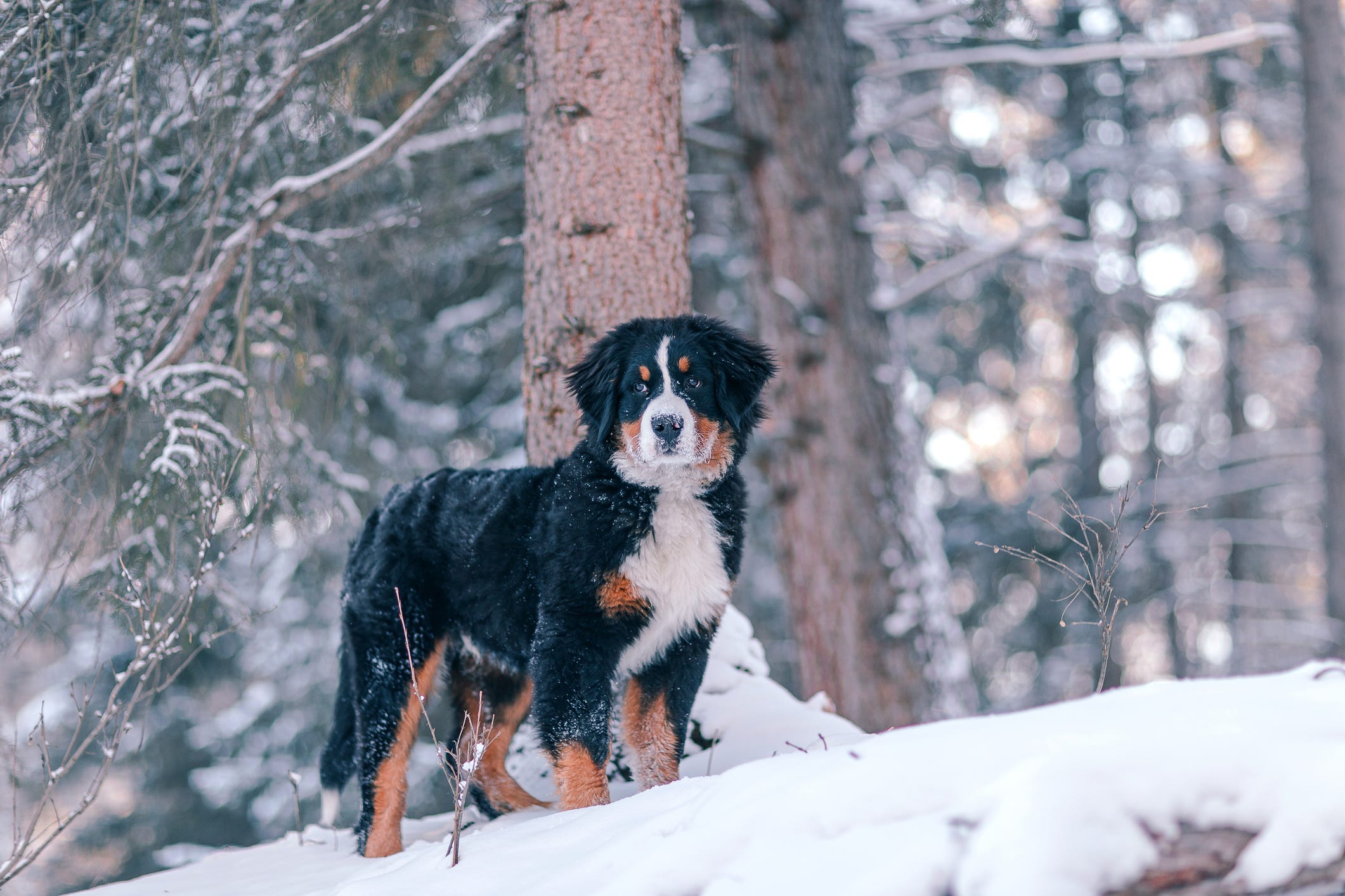 Want a Snow Buddy? These Cold-Weather Dog Breeds Were Born for Winter