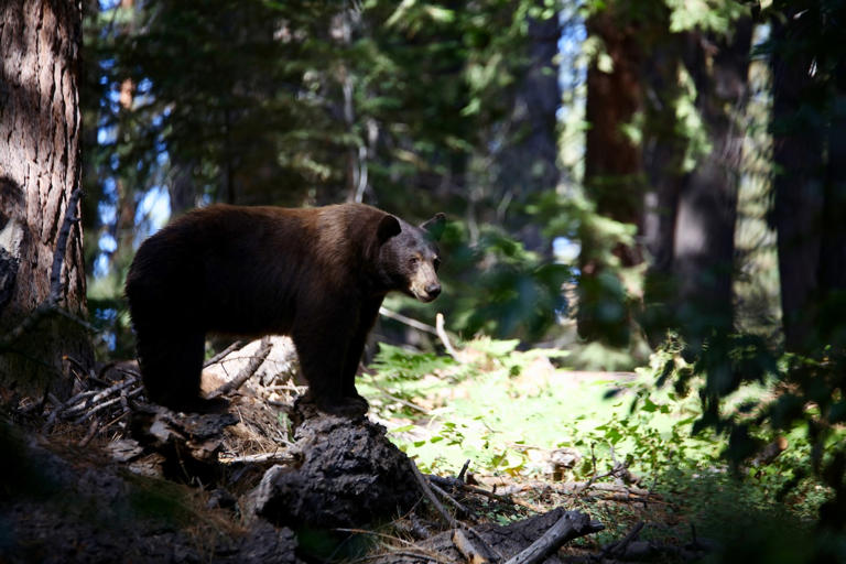 ‘Bear-ly' Survived Tahoe: Bear Crashes Lady's Vacation