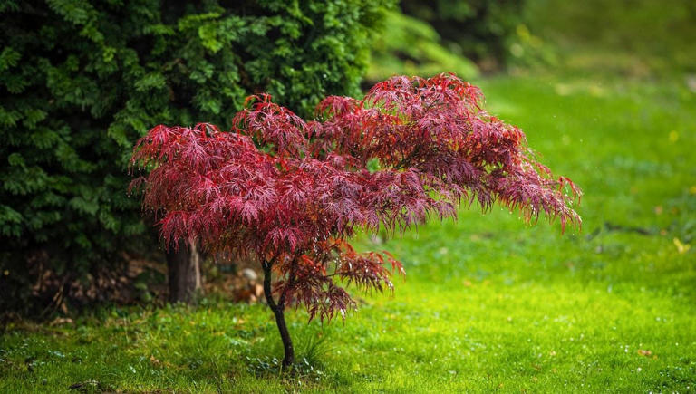 This Is Why Some Trees Don’t Drop Dead Leaves