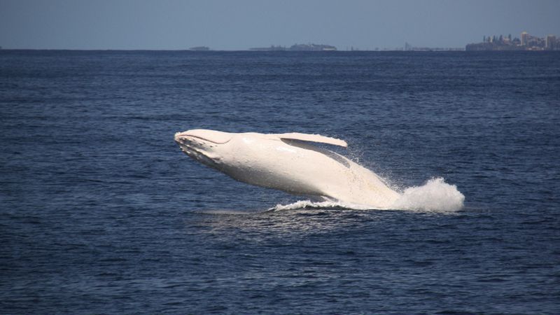'Extraordinarily rare' albino whale on east coast sparks concern over ...