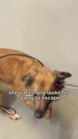 Watch The Moment Terrified Dog Gets Her First Groom!