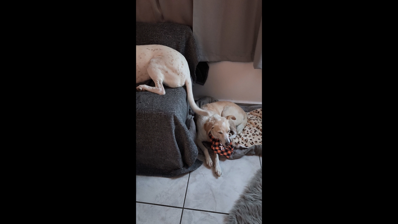 Dog’s tail repeatedly hits the other dog while resting in Athens, Greece