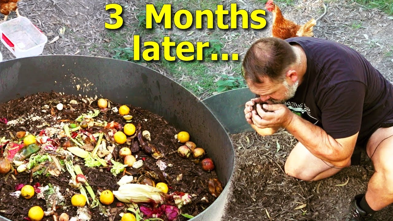 What happened to the chicken compost making ring 3 months later?