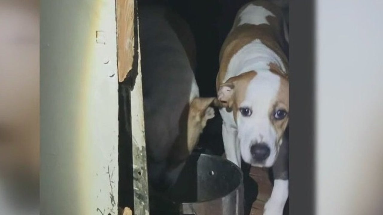 1 out of 13 rescue dogs adopted; Texas vet clinic offering membership ...