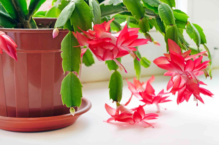How to fix drooping leaves on your Christmas cactus before it gets worse