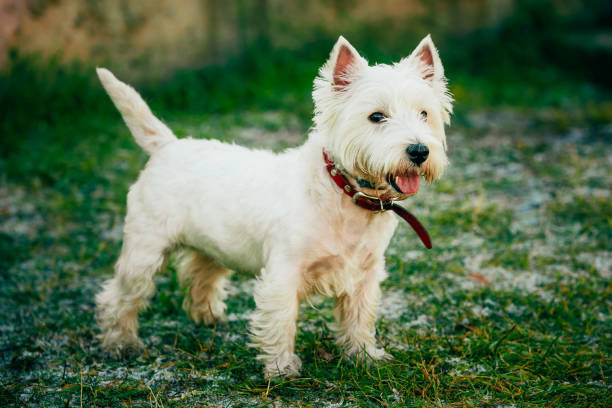 6 Races De Chiens Les Plus Mignonnes Avec Des Oreilles Pointues