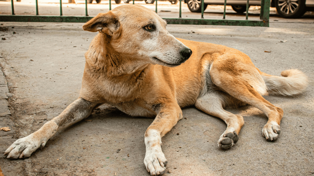 Delhi: Dog bite victim seeks Rs 20 lakh compensation using Punjab ...