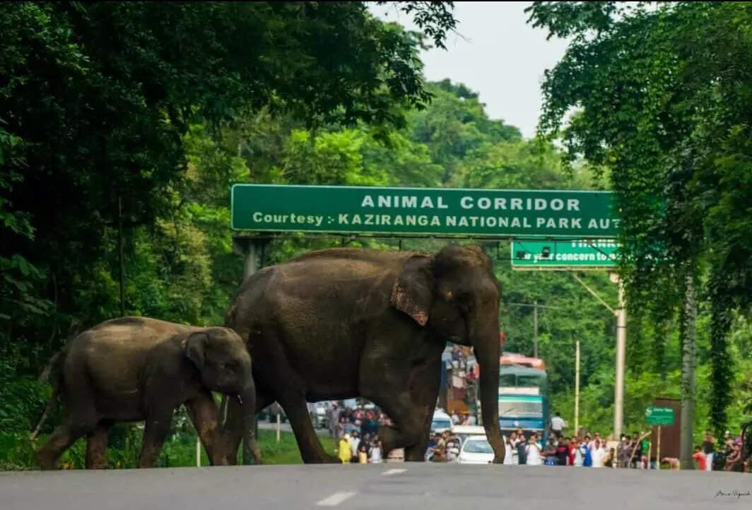 Kaziranga National Park's Elevated Corridor to Enhance Animal Safety