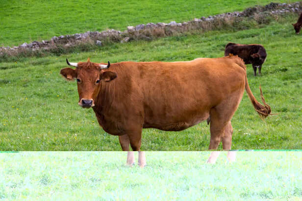 Why the Cow Is Considered Holy in Indian Culture