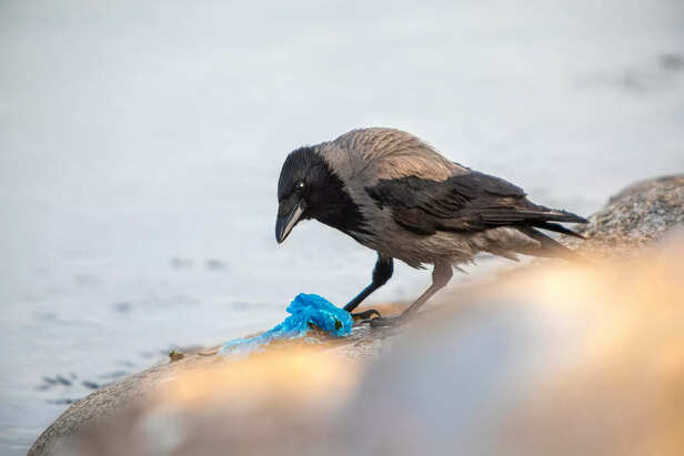What Makes Crows So Important To Life After Death