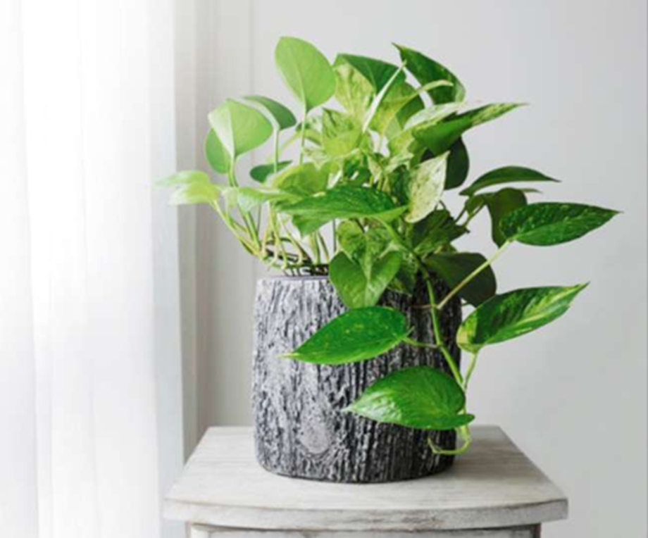 Plants Vastu Tips: These plants will bring happiness and prosperity to ...